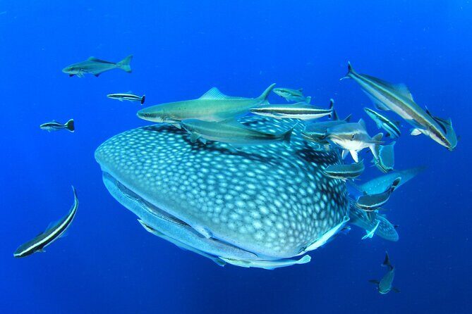 Swim with Whale Shark from Isla Mujeres and Cancun - Group Size and Atmosphere