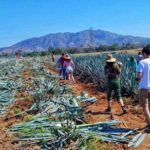Tequila Tour - FAQ