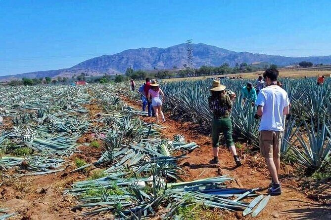 Tequila Tour - FAQ