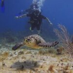 Tulum Akumal Snorkel Tour and 4 Cenotes Small Group All Fees Incl - Why Tour Quality Matters: Insights from Reviews