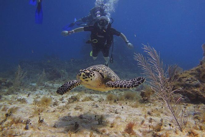 Tulum Akumal Snorkel Tour and 4 Cenotes Small Group All Fees Incl - Why Tour Quality Matters: Insights from Reviews