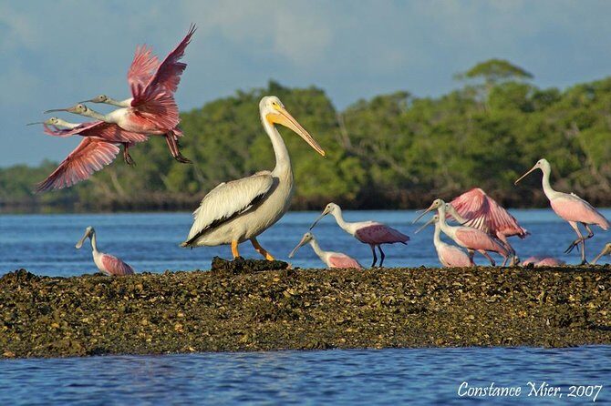 Two-Hour Everglades Dolphin, Manatee and Birding Boat Tour - Why Choose This Tour?