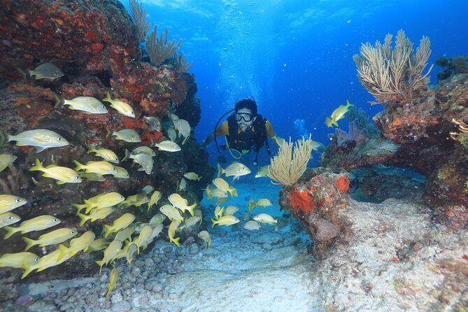Two Tanks Scuba Diving for Beginners in Cancun - What Travelers Love About This Experience