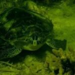 Ultimate Private Scalloping Adventure in Crystal River - Who Is This Tour Best For?