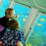 Undersea Expedition: Catalina Island Tour - Who Will Love This Tour?