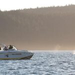 Victoria Whale and Wildlife Cruise - The Marine Wildlife You Can Expect