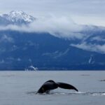 Victoria Zodiac Whale Watching Adventure - The Breakdown of the Itinerary