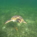 VIP Tulum & Turtles Private Tour - The Experience: What Makes It Special