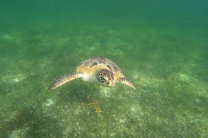 VIP Tulum & Turtles Private Tour - The Experience: What Makes It Special