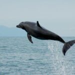 Watch and Swim with Dolphins in the Wild - What to Expect from the Tour