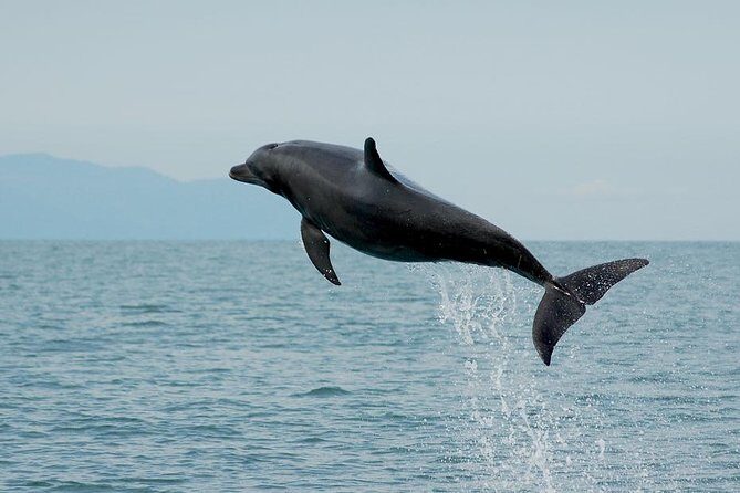 Watch and Swim with Dolphins in the Wild - What to Expect from the Tour