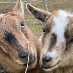 West Kelowna Half Day Wine Tour- Incl. Tasting Fees & Guide Grat! - What You Can Expect from the Experience