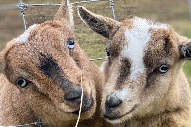 West Kelowna Half Day Wine Tour- Incl. Tasting Fees & Guide Grat! - What You Can Expect from the Experience