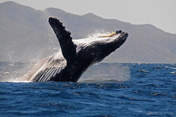 Whale and Dolphin Watching with a Biologist in Puerto Vallarta - What to Expect on This Whale and Dolphin Tour