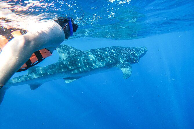 Whale Shark Adventure in Isla Mujeres and Cancun - The Value of the Experience