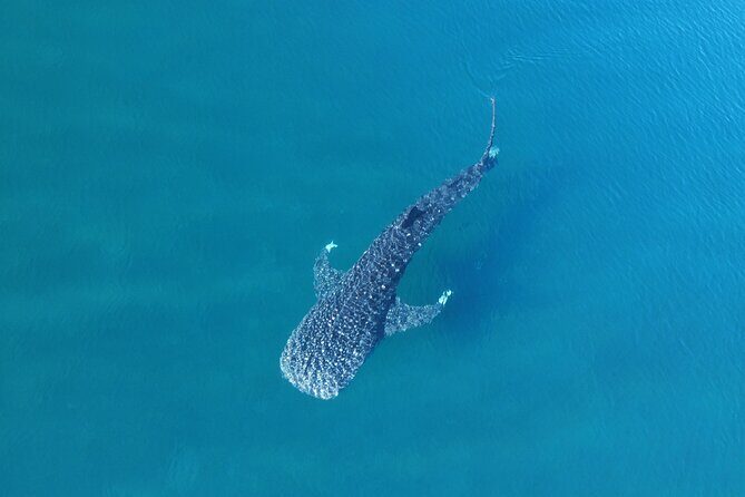 Whale Shark Adventure with a Marine Biologist - What to Expect During the Swim