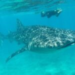 Whale Shark and Snorkeling Adventure from Isla Holbox - What To Bring & Tips