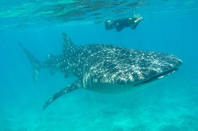 Whale Shark and Snorkeling Adventure from Isla Holbox - What To Bring & Tips