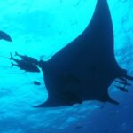 Whale shark encounter Private tour - swim with whale shark cancun - Practical Considerations