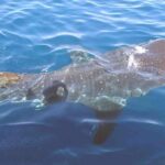 Whale Shark Group Adventure from Isla Holbox - Whats Included and Whats Not