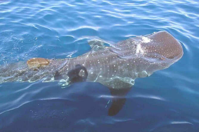 Whale Shark Group Adventure from Isla Holbox - Whats Included and Whats Not