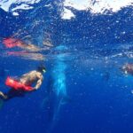 Whale Shark & Manta Ray Snorkel -(May-Sept) Only 10pp per Boat - The Marine Encounters