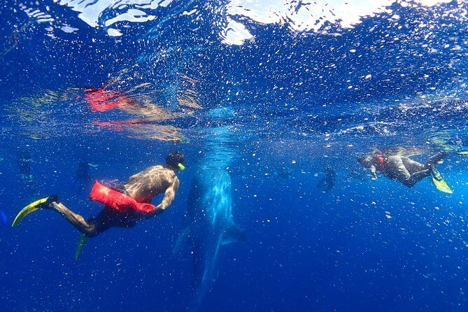 Whale Shark & Manta Ray Snorkel -(May-Sept) Only 10pp per Boat - The Marine Encounters