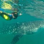Whale Shark Swim Adventure in La Paz - The Equipment and Safety