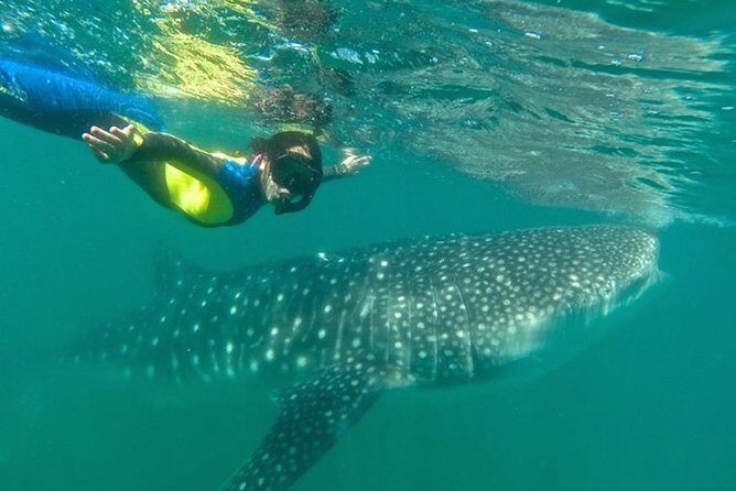 Whale Shark Swim Adventure in La Paz - The Equipment and Safety