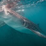 Whale Shark Swimming Adventure: Small Group with Marine Biologist - The Value of the Experience