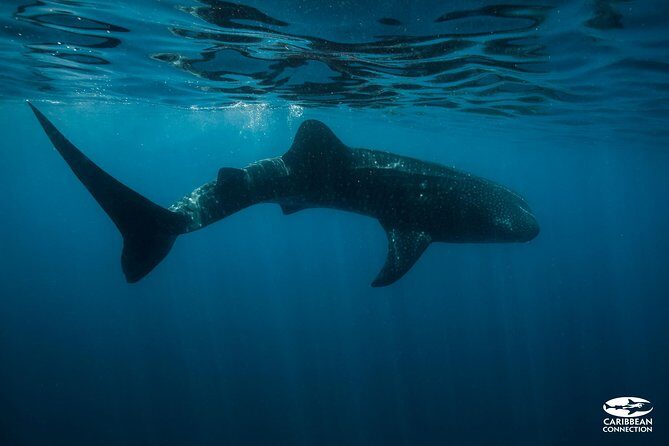 Whale Shark Swimming and Isla Mujeres Beach Tour - The Experience: What Travelers Say