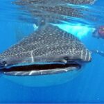 Whale Shark Tour from Cancun, Playa del Carmen, Tulum and Riviera Maya - Who Will Enjoy This Tour?