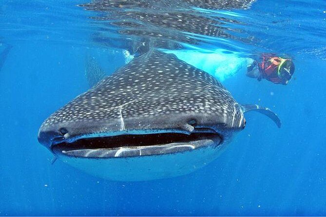 Whale Shark Tour from Cancun, Playa del Carmen, Tulum and Riviera Maya - Who Will Enjoy This Tour?