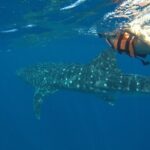 Whale Shark Tour from Holbox Island - Who Is This Tour Perfect For?