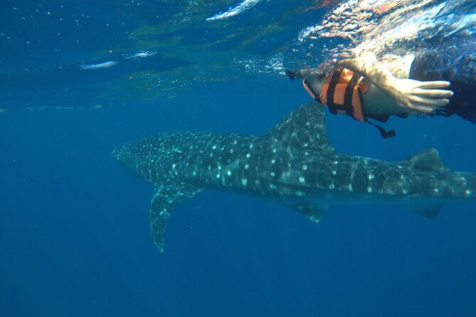 Whale Shark Tour from Holbox Island - Who Is This Tour Perfect For?