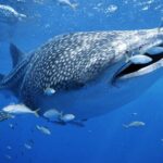 Whale Sharks Small-Group Tour in Cancun and Riviera Maya - Transportation and Group Size