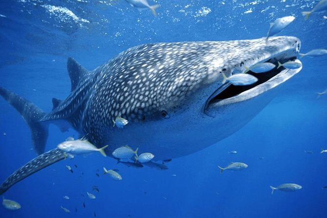 Whale Sharks Small-Group Tour in Cancun and Riviera Maya - Transportation and Group Size
