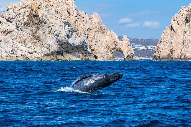 Whale Watching by Zodiac in Cabo San Lucas with Photos Included - The Ride Out
