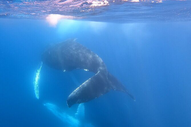 Whale Watching Experience in Cabo San Lucas - Who Is This Tour Best For?