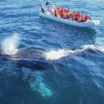 Whale Watching, The Famous Arch and Fast Boat Tour in Los Cabos - Detailed Breakdown of the Itinerary