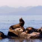 Whale-Watching Tour from Vancouver - Why This Tour Is Worth It