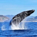 Whale Watching Tour -Incl FREE photos - Who Is This Tour Best For?