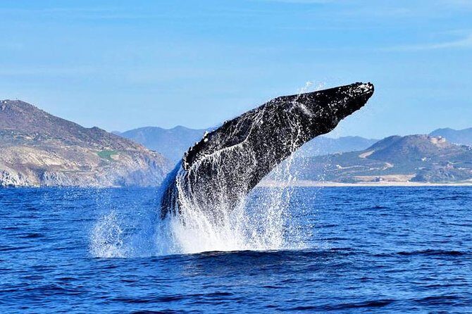 Whale Watching Tour -Incl FREE photos - Who Is This Tour Best For?