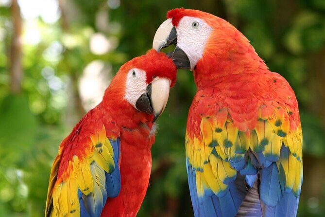 Xcaret 4-Cenotes-Guided Tour- Snacks, Lunch and Drinks included - The Experience in Detail