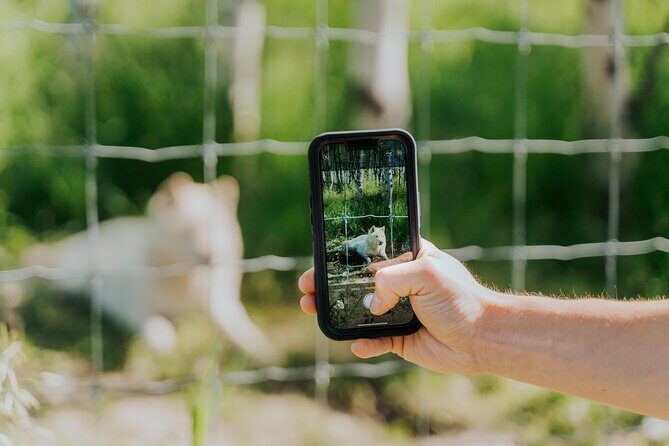 Yamnuska Wolfdog Sanctuary Walk Ticket in Canada - Practical Details and Tips