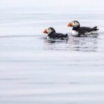Zodiac Coastal Tour with Naturalist Guide: Lunenburg - Practical Details & Considerations