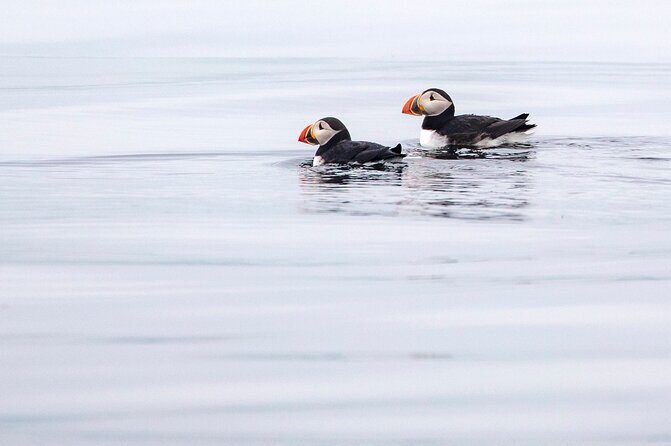 Zodiac Coastal Tour with Naturalist Guide: Lunenburg - Practical Details & Considerations