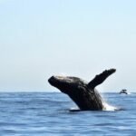 Zodiac Whale Watching Adventure - Incl FREE photos - FAQs