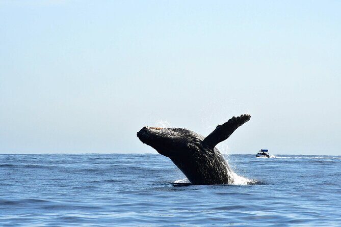 Zodiac Whale Watching Adventure - Incl FREE photos - FAQs