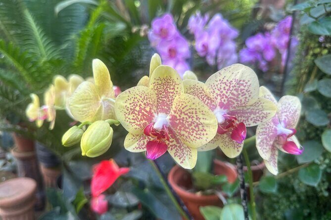 1/2 Day Puerto Vallarta Botanical Garden tour by Biologist Guide - The Route to the Gardens and Surrounding Area